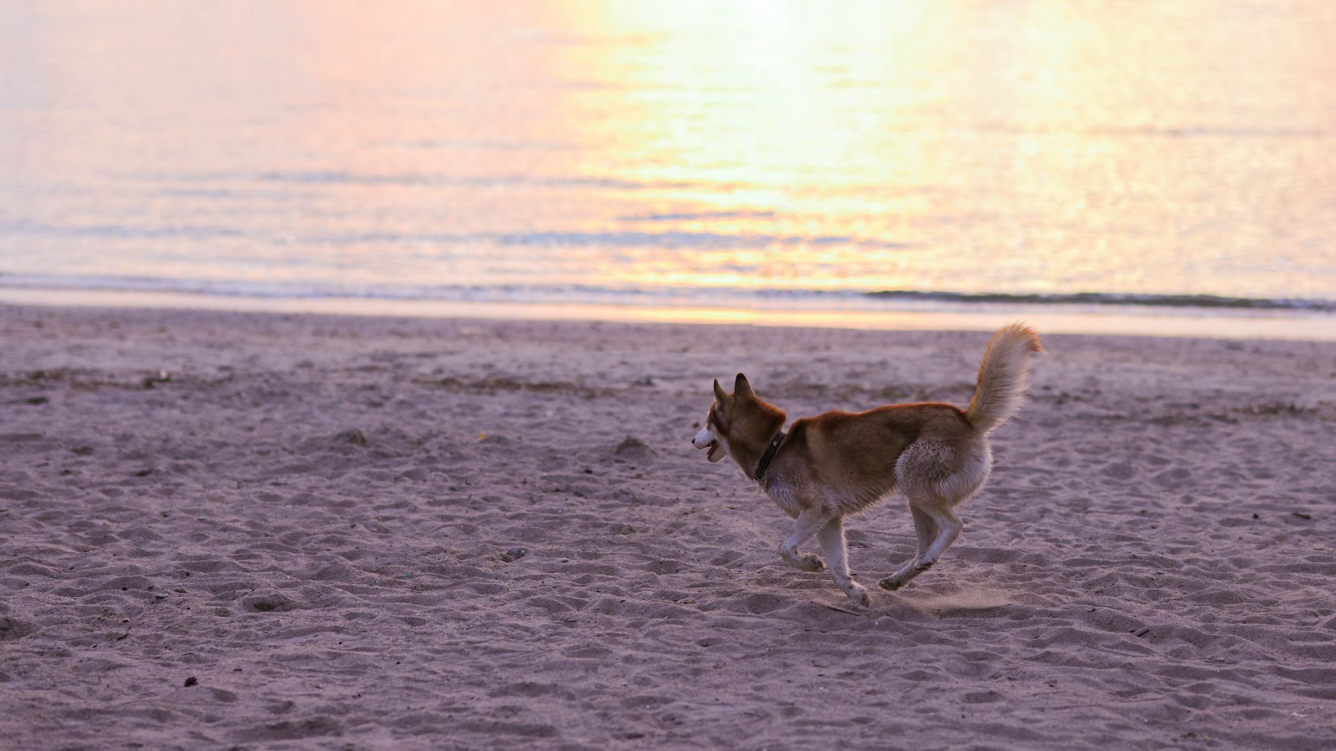 Skycrest Animal Hospital FAQs