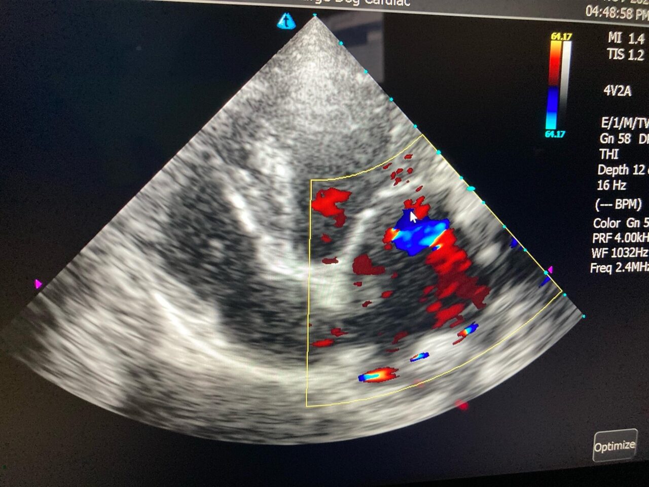 Ultrasound And Echocardiogram In Clearwater, FL 33765 | Skycrest Animal ...